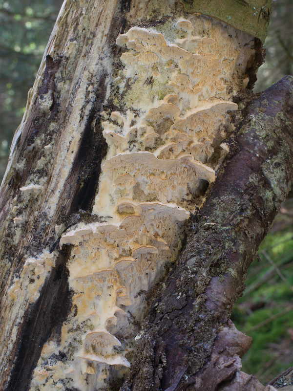 Oxyporus ravidus (Ostropórka krémová)