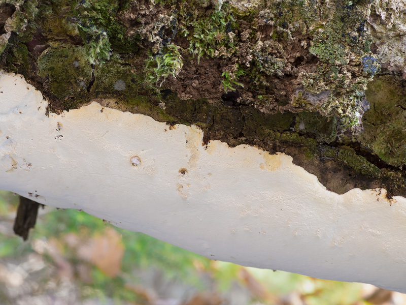 Perenniporia subacida (Pórnatka nakyslá)