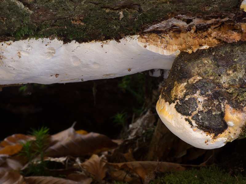 Perenniporia subacida (Pórnatka nakyslá)
