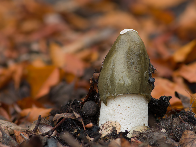 Phallus impudicus (Hadovka smrdutá)