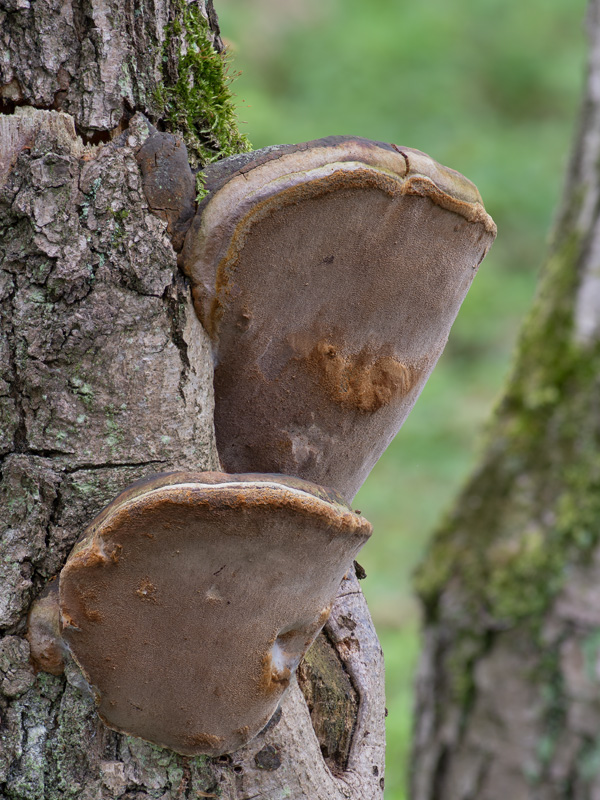 Phellinus robustus (Ohňovec statný)