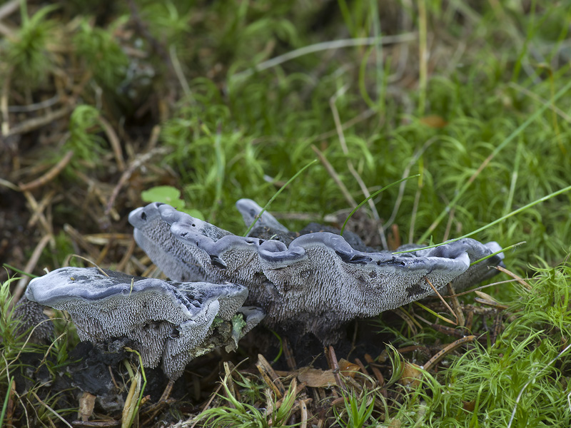 Phellodon niger s.l. (Lošáček černý)