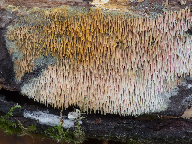 Phlebia bispora (Hrotnatečka dvouvýtrusá, h.ostnitá)