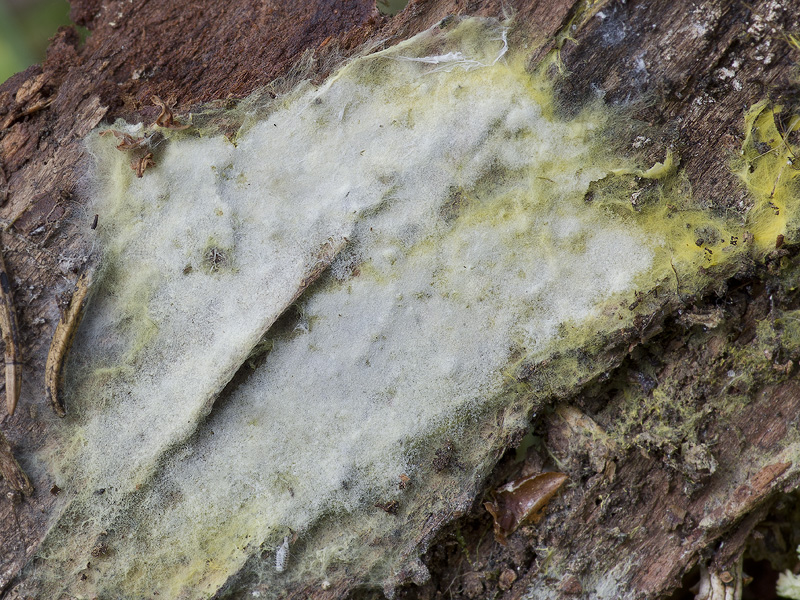 Piloderma fallax (Kornatečka šafránová)