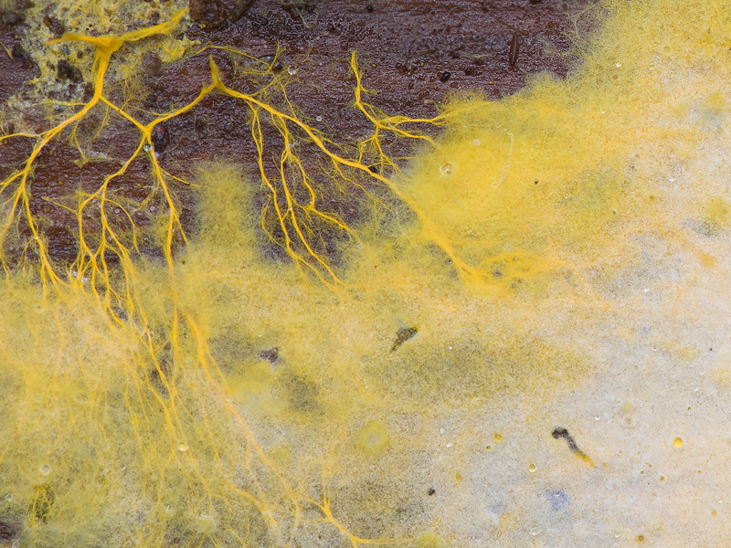 Piloderma fallax s.l. (Kornatečka šafránová)