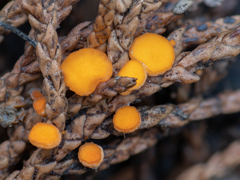 Pithya cupressina (Džbánovka)