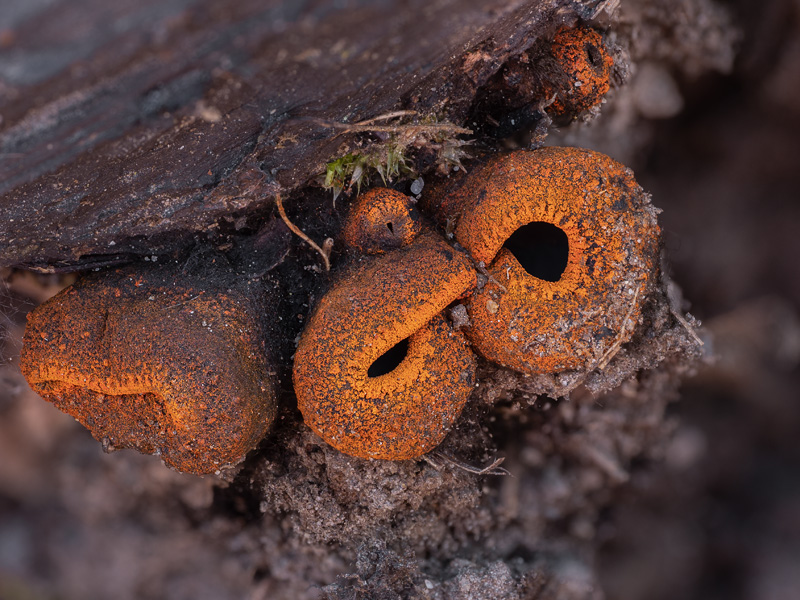 Plectania melastoma (Ohnivec černý)