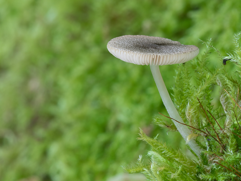 Pluteus hispidulus (Štítovka huňatá)