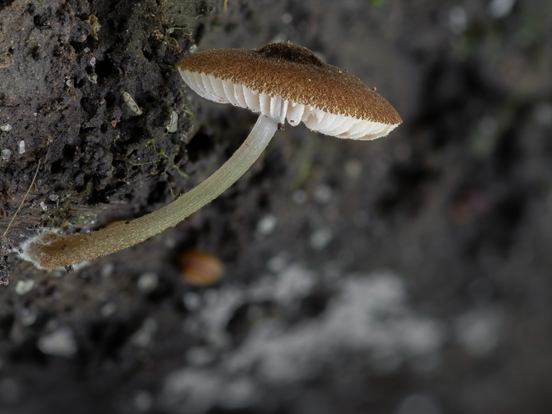 Pluteus podospileus s.l. (Štítovka vločkatá)