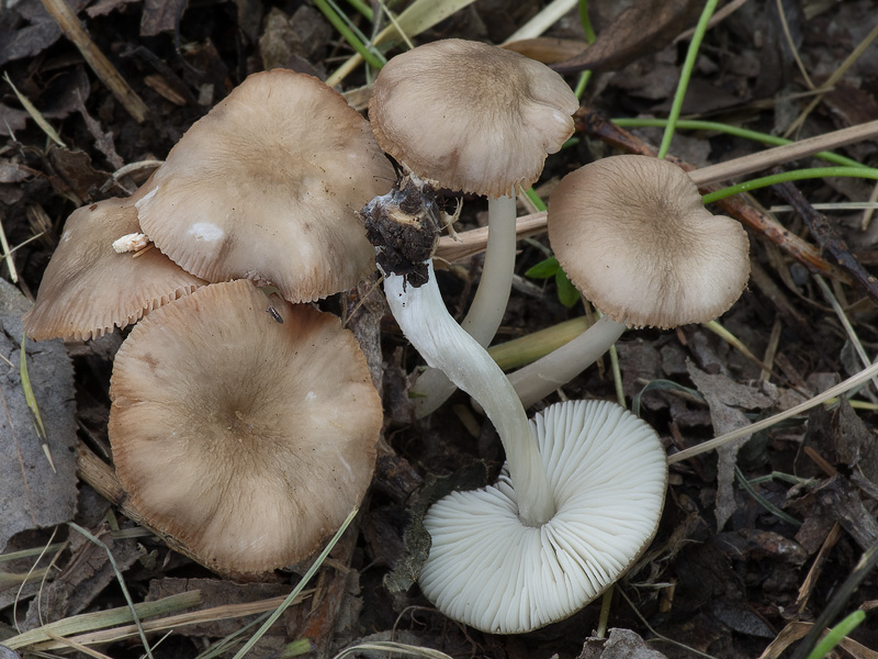 Pluteus nanus agg. (Štítovka maličká)
