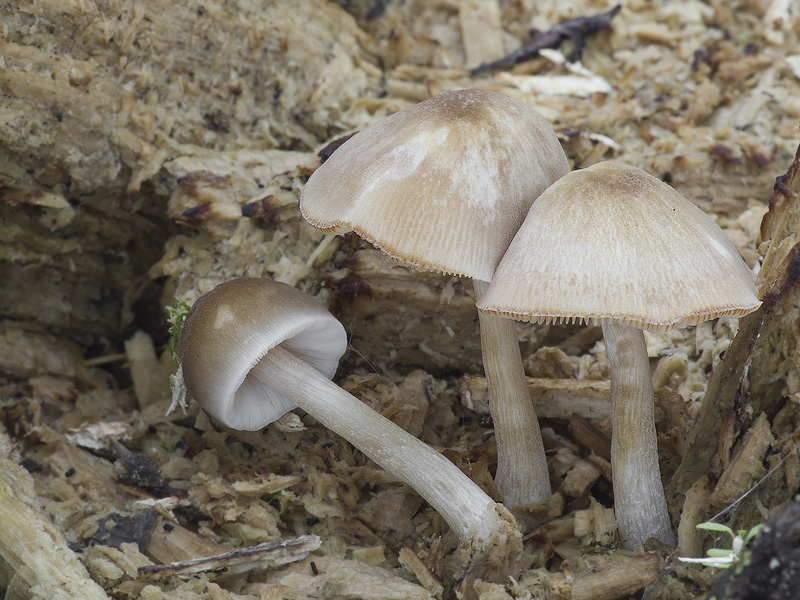 Pluteus plautus agg. (Štítovka sametová)
