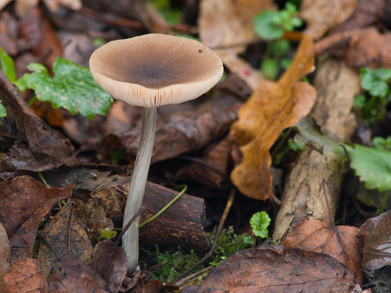 Pluteus pseudoinsidiosus (Štítovka záludná)