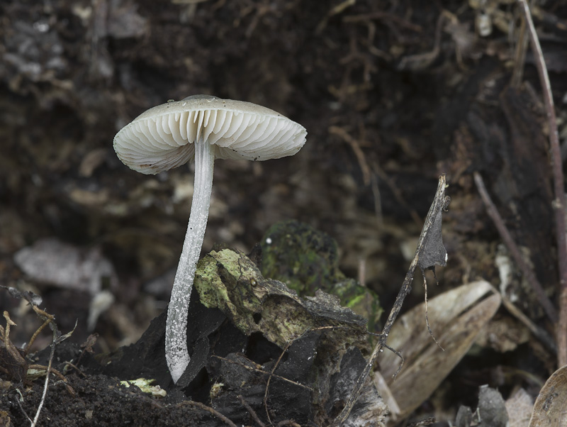 Pluteus reisneri (Štítovka Reisnerova)