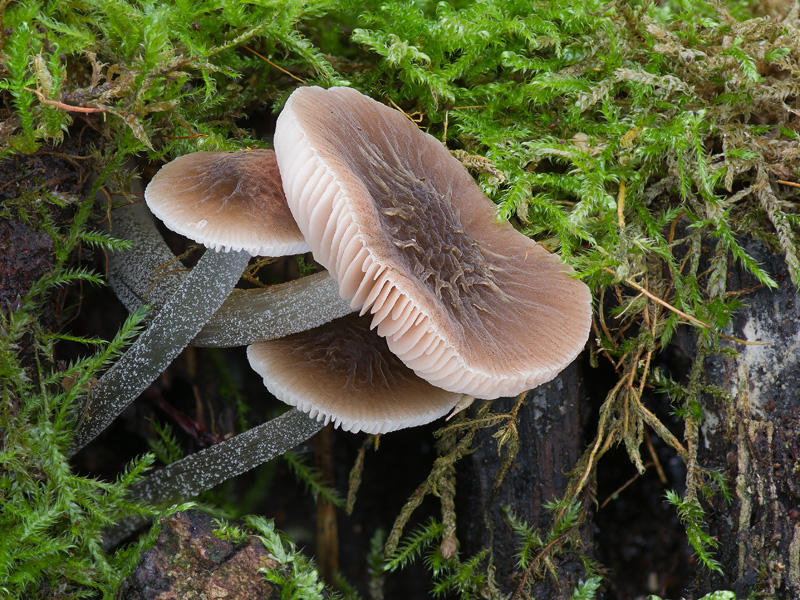 Pluteus thomsonii (Štítovka Thomsonova)