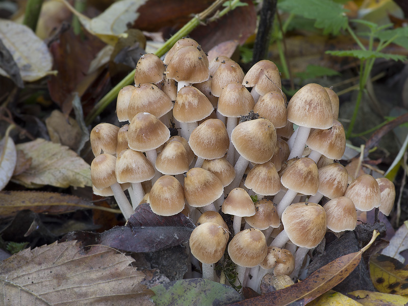 Psathyrella multipedata (Křehutka rozvětvená)