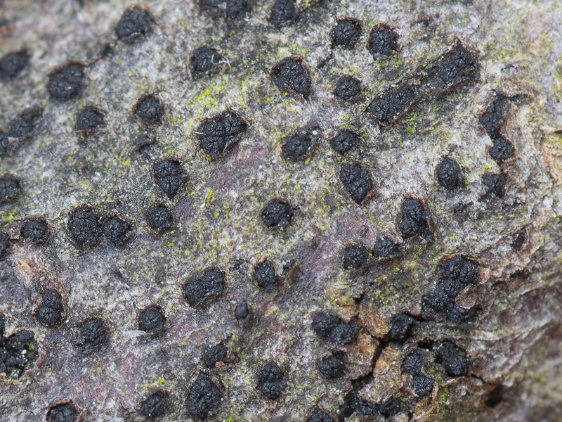 Eutypella dissepta (Bradavkatka jilmová)