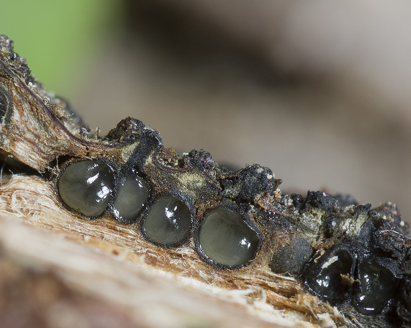 Eutypella dissepta (Bradavkatka jilmová)