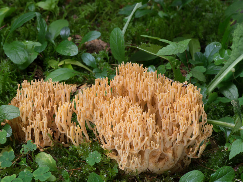 Ramaria luteoaurantiaca (Kuřátka horská)