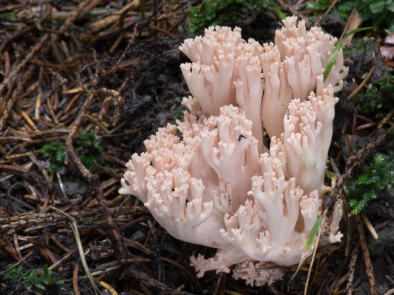 Ramaria pallida (Kuřátka Maireova)