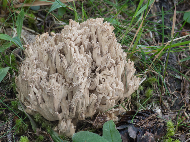 Ramaria pallida (Kuřátka Maireova)