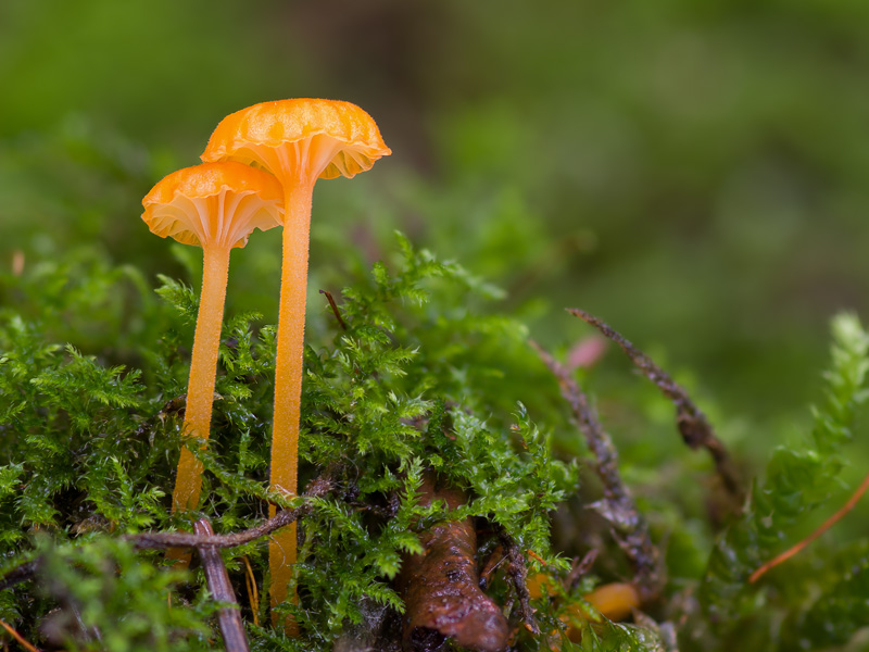 Rickenella fibula (Kalichovka oranžová)