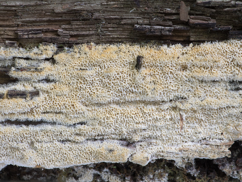 Riopa metamorphosa (Pórnatka proměnlivá)