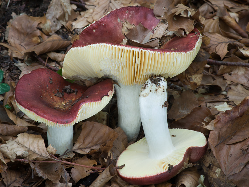 Russula alutacea (Holubinka podrusá)