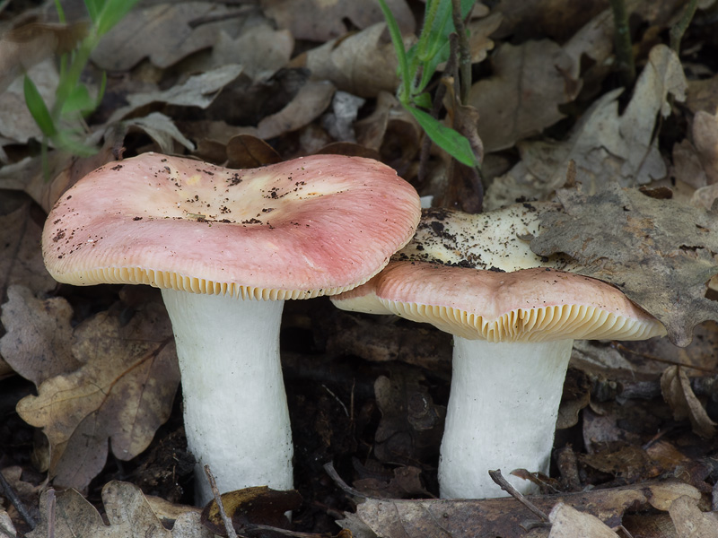 Russula decipiens (Holubinka hájová)
