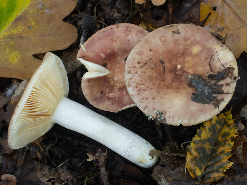 Russula decipiens (Holubinka hájová)
