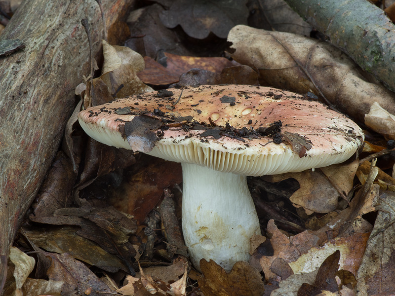 Russula faginea (Holubinka buková)