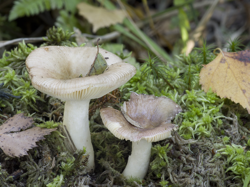 Russula nitida (Holubinka lesklá)