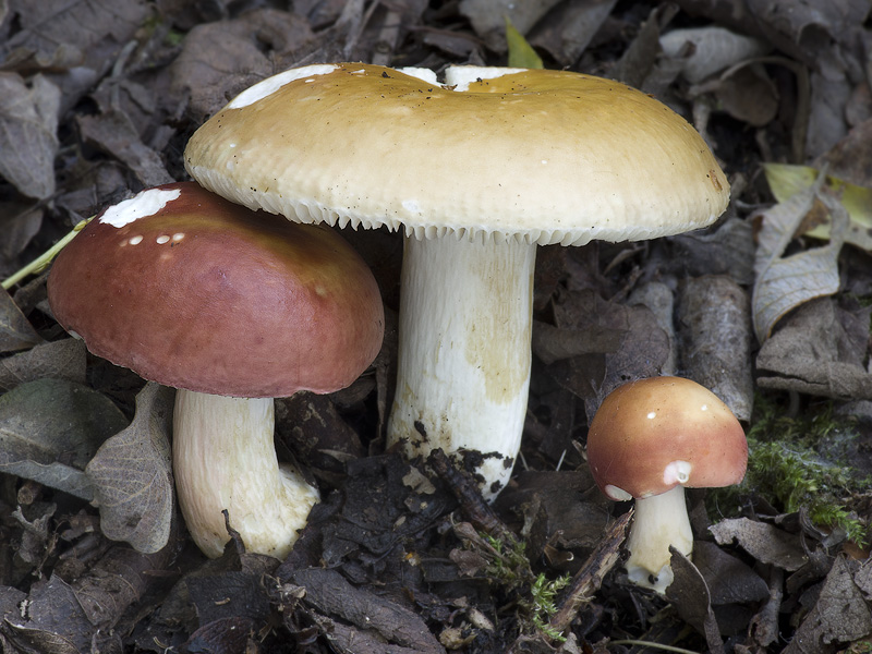 Russula subrubens (Holubinka mokřadní)
