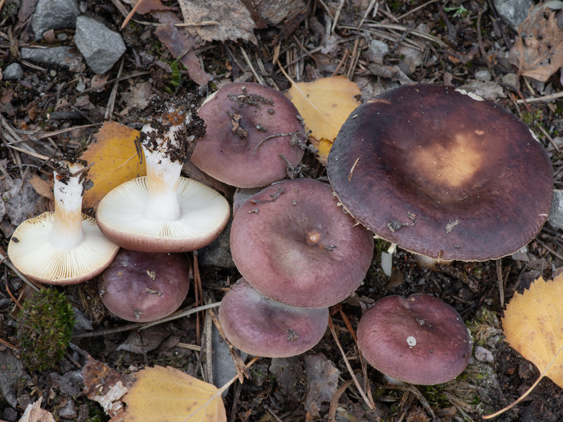 Russula versicolor (Holubinka unylá)