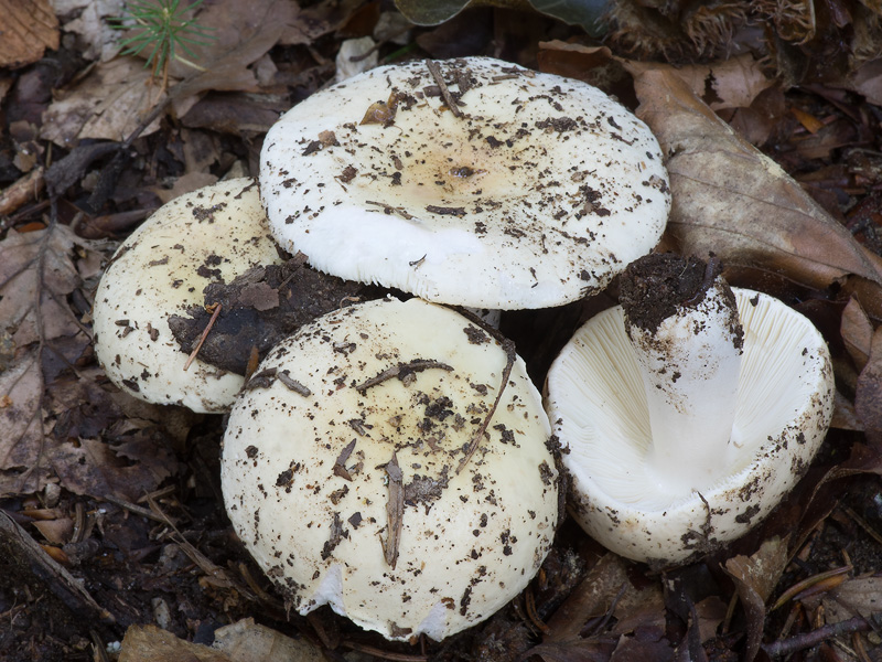 Russula vesca (Holubinka mandlová)