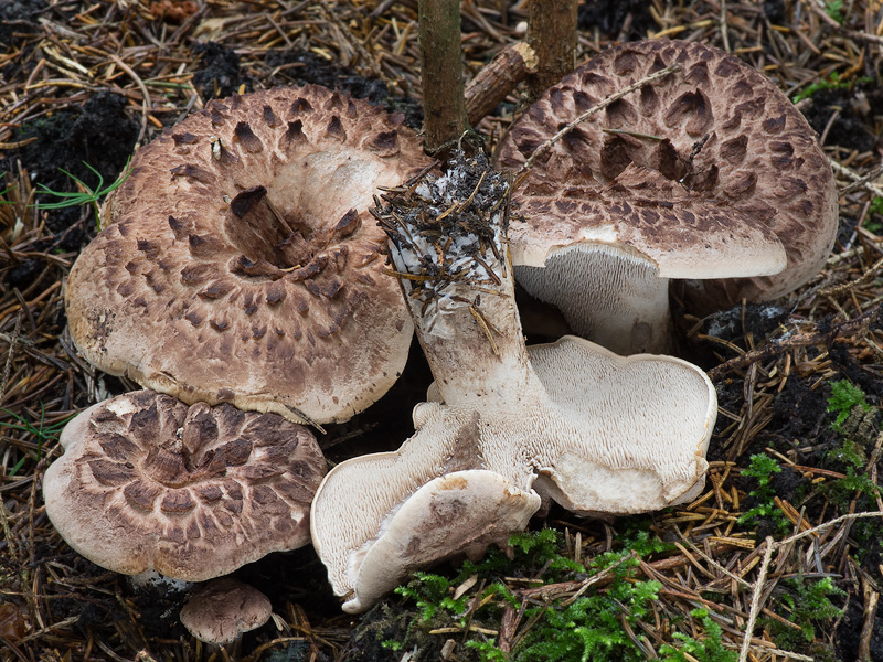 Sarcodon imbricatus (Lošák jelení)