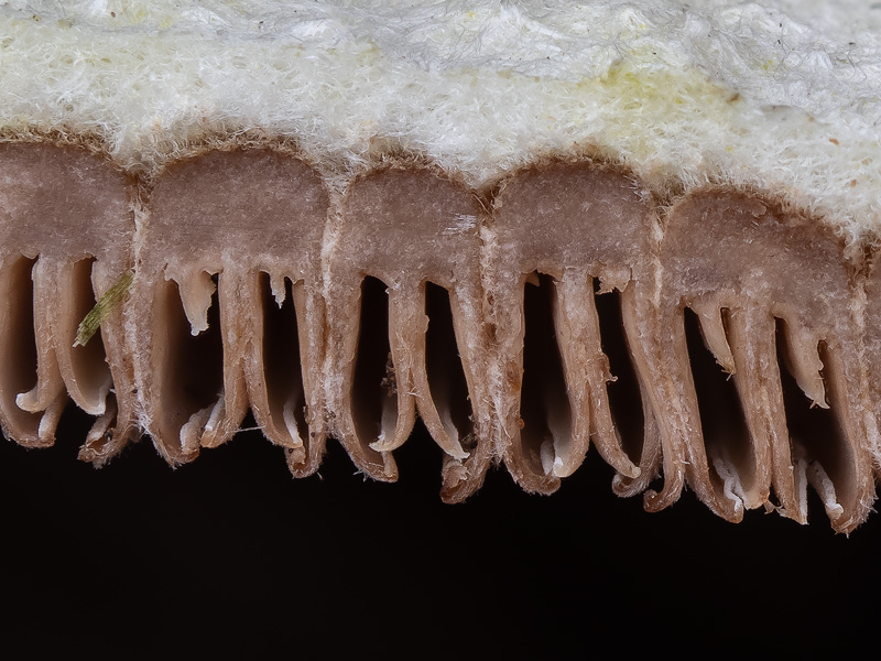 Schizophyllum commune (Klanolístka obecná)