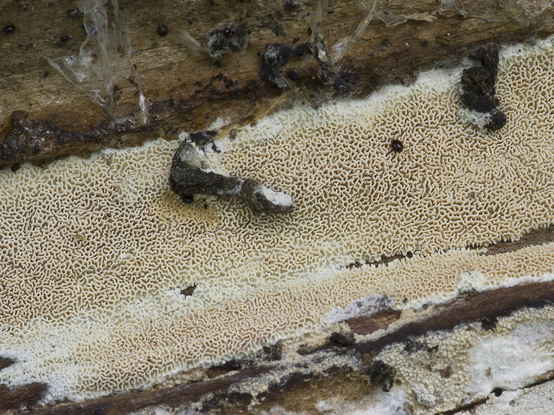Schizopora radula (Pórnovitka obecná)