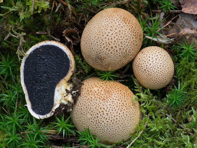 Scleroderma citrinum (Pestřec obecný)