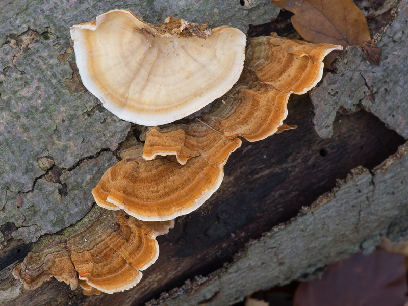 Stereum insignitum (Pevník význačný)