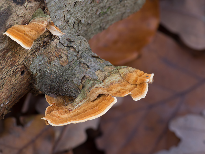 Stereum insignitum (Pevník význačný)