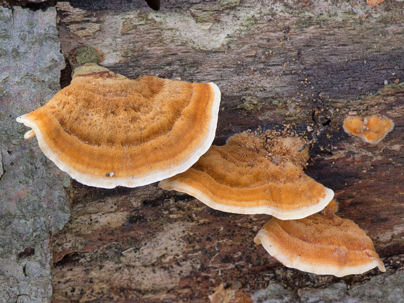 Stereum insignitum (Pevník význačný)