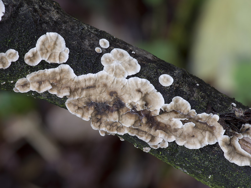 Stereum ochraceoflavum (Pevník bledookrový)