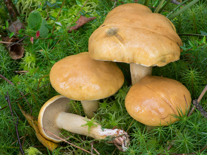 Suillus bovinus (Klouzek kravský)