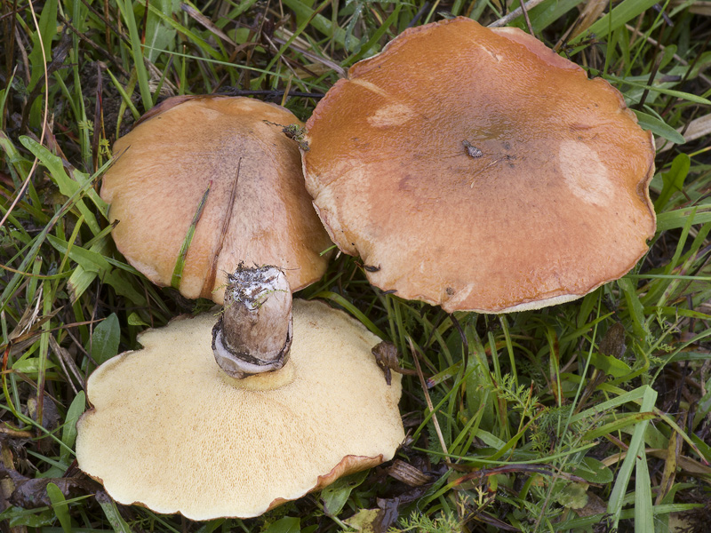 Suillus luteus (Klouzek obecný)