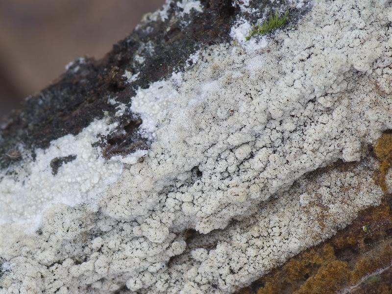 Thanatephorus brevisporus (Stopečník krátkovýtrusý)