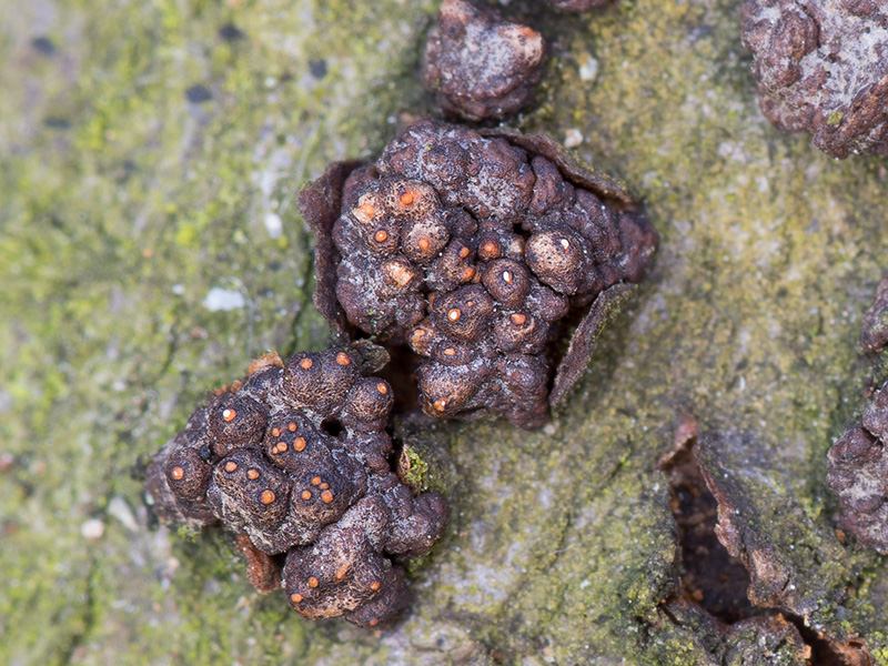 Thyronectria austroamericana (Rážovka)