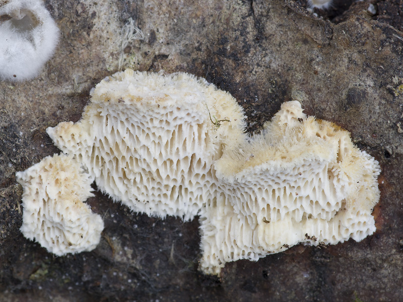 Trametes trogii (Outkovka Trogova)