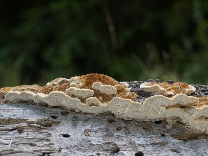Trametes trogii (Outkovka Trogova)