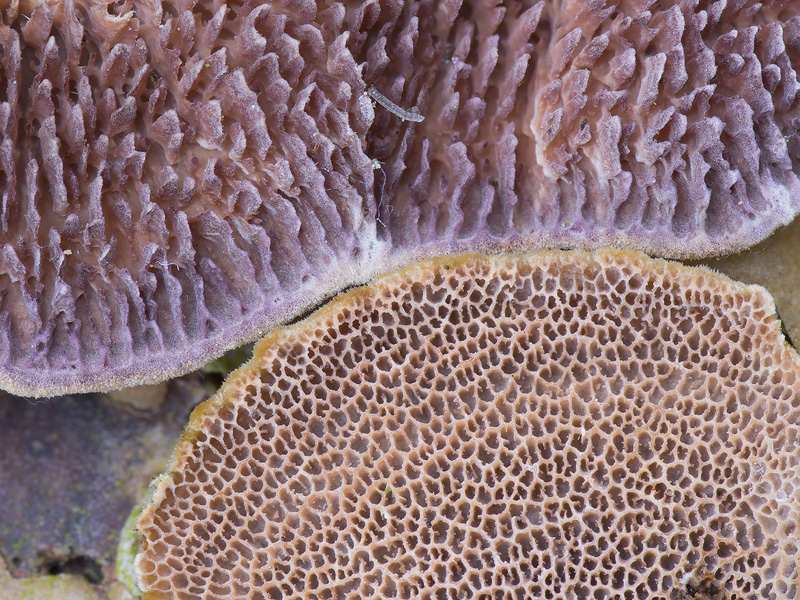 Trichaptum fuscoviolaceum (Bránovitec hnědofialový)