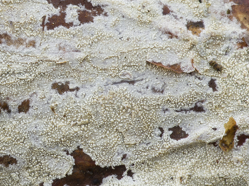 Xylodon asper (Kornatec drsný)